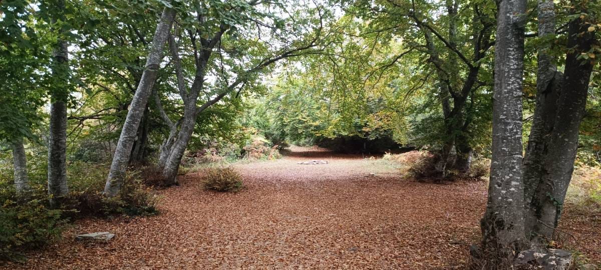 Forest bathing experience - Day trip to Mount Chortiatis - ENTOPIA ...